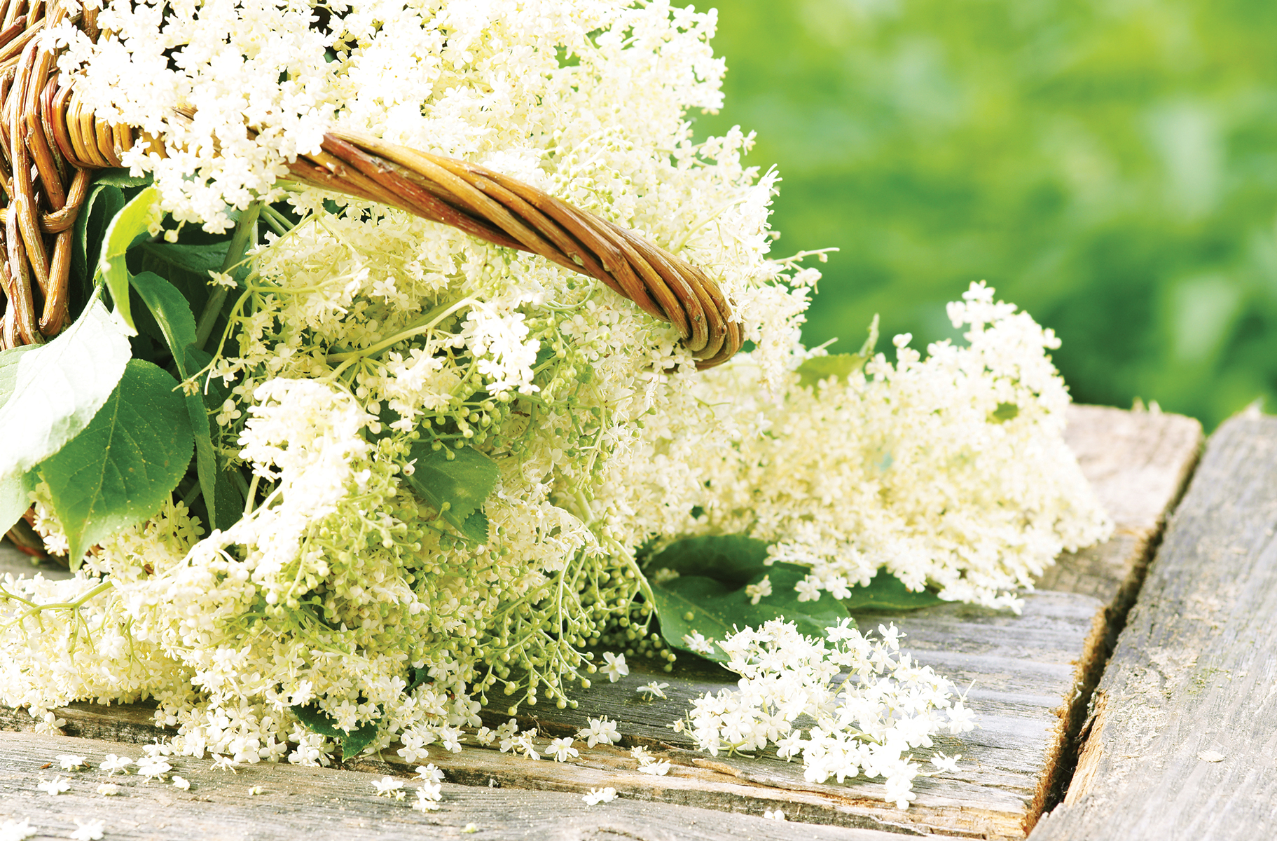 Elderflower Recipes – Mother Earth News